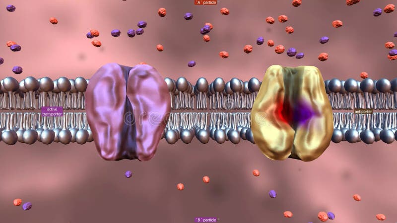 Cell Transport Refers To the Movement of Substances Across the Cell ... Cell Transport Refers To the Movement of Substances Across the Cell ...