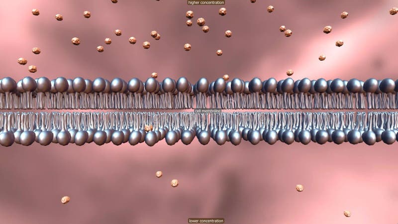 Cell Transport Refers To the Movement of Substances Across the Cell ... Cell Transport Refers To the Movement of Substances Across the Cell ...
