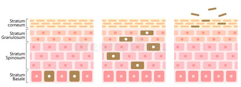 Skin Cell Turnover Process Illustration. Skin Care and Beauty Concept ...