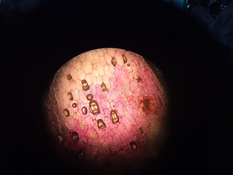 Cell and Vacuole Shape of a Plant Viewed Under a Microscope Stock Photo ...