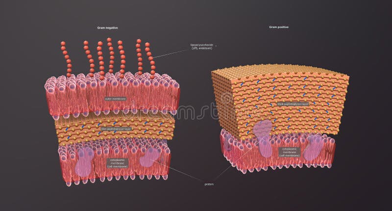 A Cell Wall is a Structural Layer Surrounding Some Types of Cells, Just ...