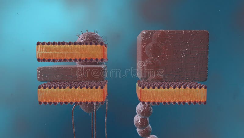 A Cell Wall is a Structural Layer Surrounding Some Types of Cells, Just ...