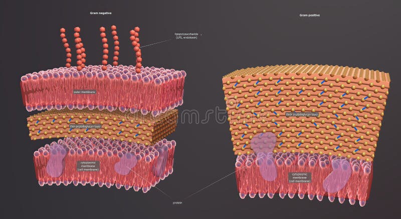 A Cell Wall is a Structural Layer Surrounding Some Types of Cells, Just ...