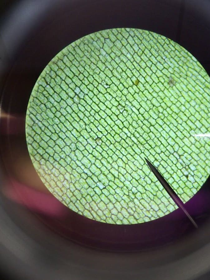 Compound Microscope Cells