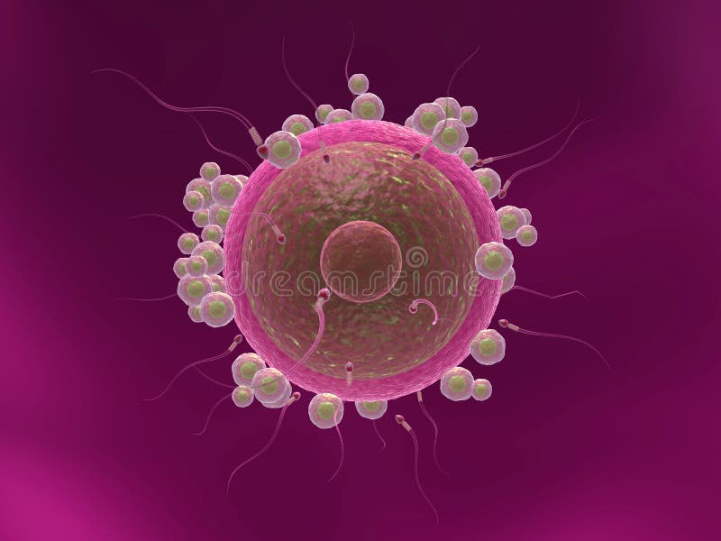 Cella dell'ovulo umano illustrazione di stock. Illustrazione di cellula ...