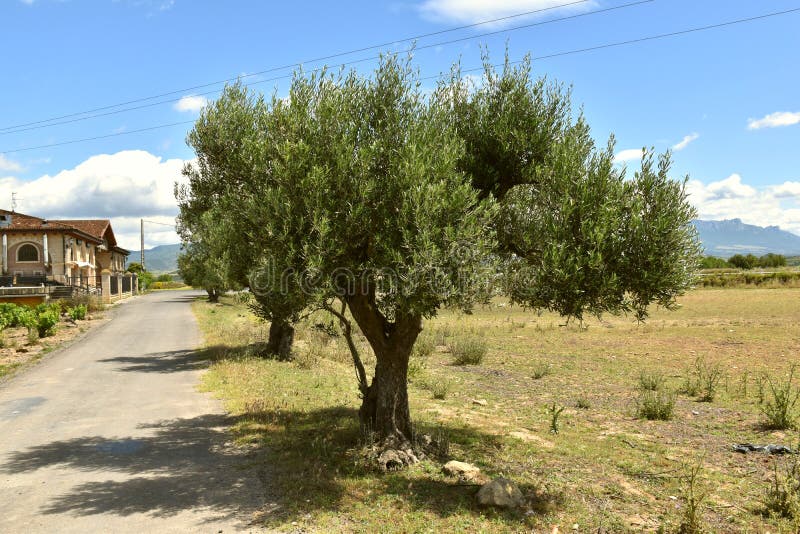 Olive Tree on the Edge of the Road. Stock Photo - Image of edge, plant ...