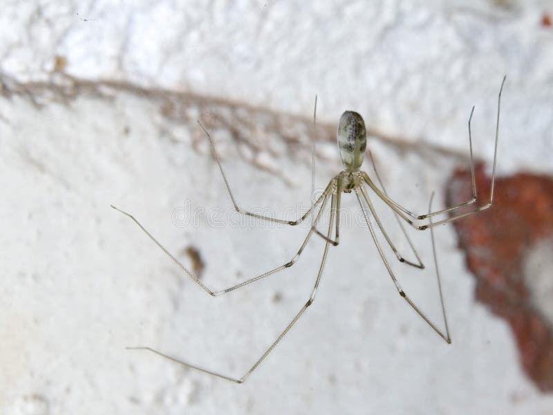 Cellar Spider - Daddy Long Legs - Pholcus Phalangioides Stock Image ...