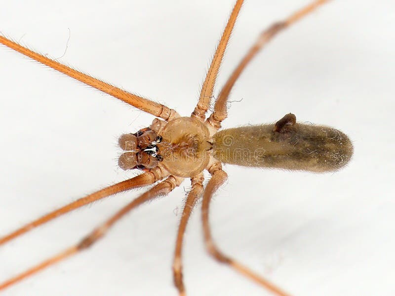 Cellar Spider - Daddy Long Legs - Pholcus Phalangioides Stock Photo ...