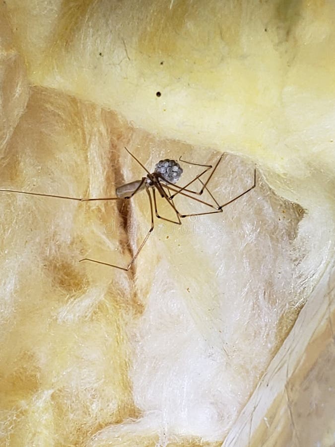 Cellar spider (Pholcidae) stock photo. Image of phobia - 48991506