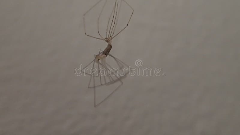 Cellar Spider Changing Its Skin Stock Footage - Video of animal ...