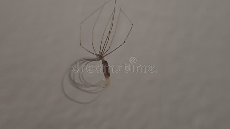 Cellar Spider Changing Its Skin Stock Video - Video of changing, fauna ...