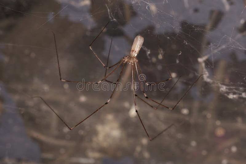 Cellar Spider - Daddy Long Legs - Pholcus Phalangioides Stock Image ...