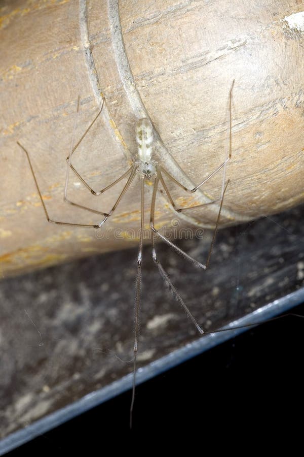 Cellar Spider - Daddy Long Legs - Pholcus Phalangioides Stock Image ...