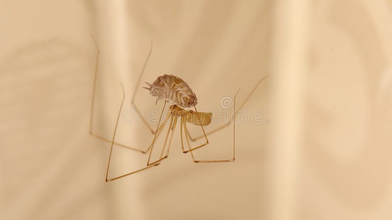 Cellar Spider Eats Its Prey (pillbug) Spider Moving Isolated in a ...