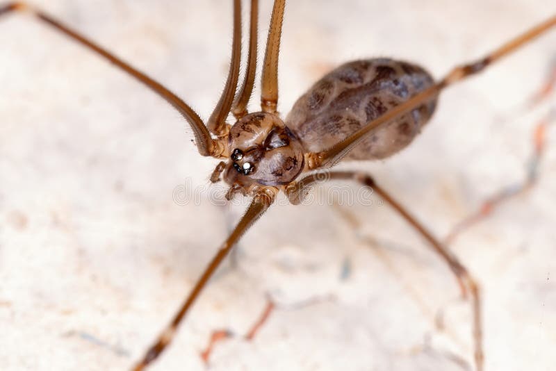 Cellar Spider stock photo. Image of animal, closeup - 195415668