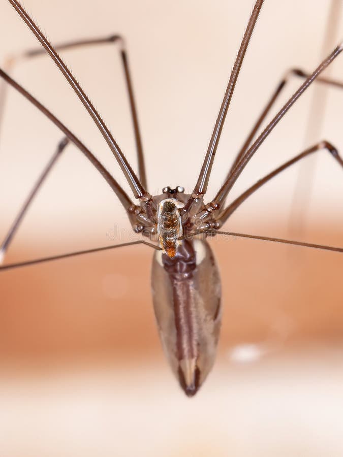 Cellar Spider stock photo. Image of animal, closeup - 195415668