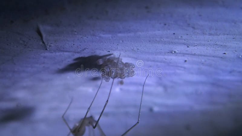 Cellar Spider Female Making a Silk Web for Its Hatching Eggs on Ceiling ...