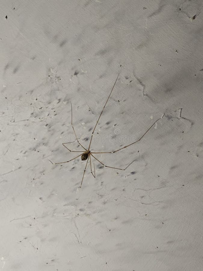 Cellar Spider on Textured Surface Stock Photo - Image of home ...