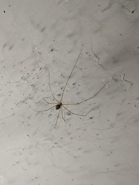 Cellar Spider on Textured Surface Stock Photo - Image of home ...