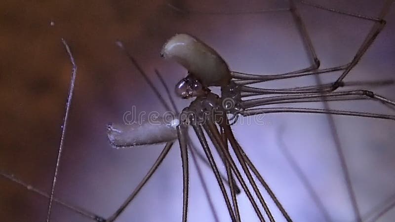 Cellar Spiders Mating Close Frame Stock Footage - Video of spiders ...