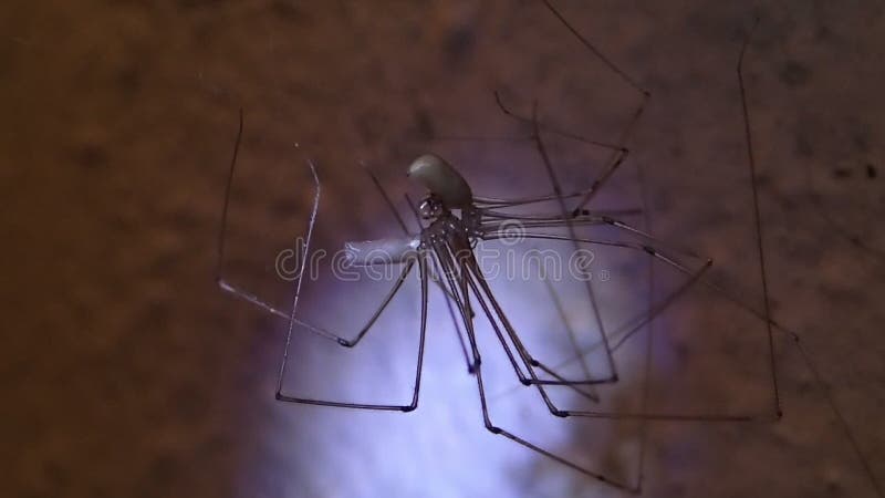 Cellar spiders mating stock footage. Video of arachnid - 94114714