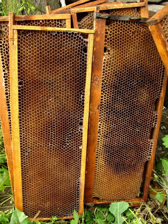 Celle di api mellifere immagine stock. Immagine di animale - 14453027