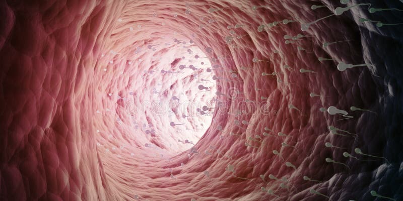 Spermatozoi All'interno Del Dotto Deferente Illustrazione di Stock ...