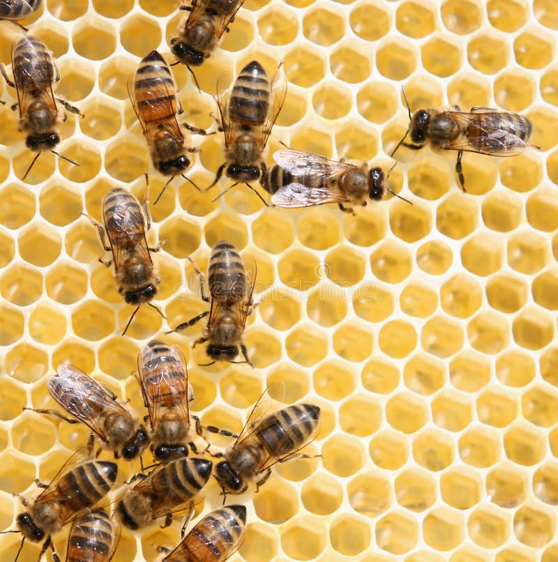 Celle ed api del miele fotografia stock. Immagine di autorità - 29384386
