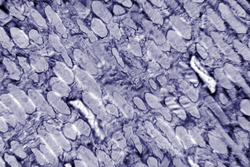 Cellen van ui stock foto. Image of cellen, studie, microscopisch - 50668126