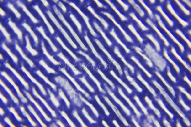 Cellen van ui stock foto. Image of microscopisch, patroon - 50669206
