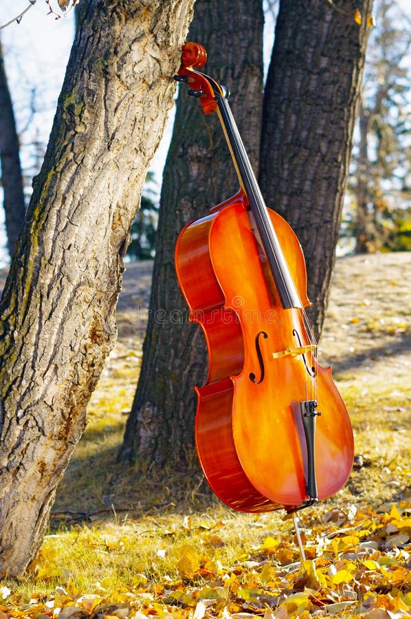 Cello Outdoors in the Park in Fall Autumn Day with Colourful Lea Stock ...