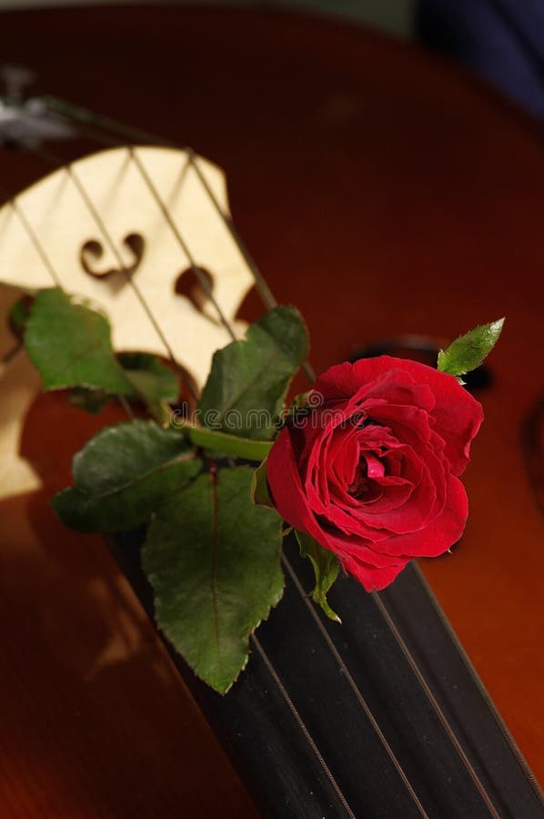 Cello and red rose stock image. Image of carving, concert - 16888627