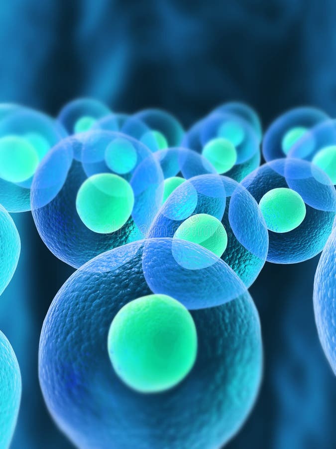 The Epidermal Cells of Cabbage Stock Photo - Image of green, autoplast ...