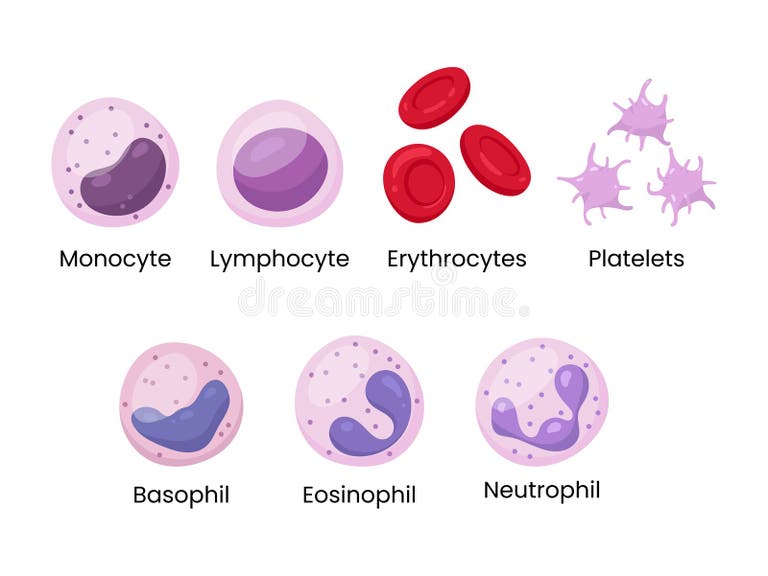 Lymphocyte Cells Stock Illustrations – 2,428 Lymphocyte Cells Stock ...