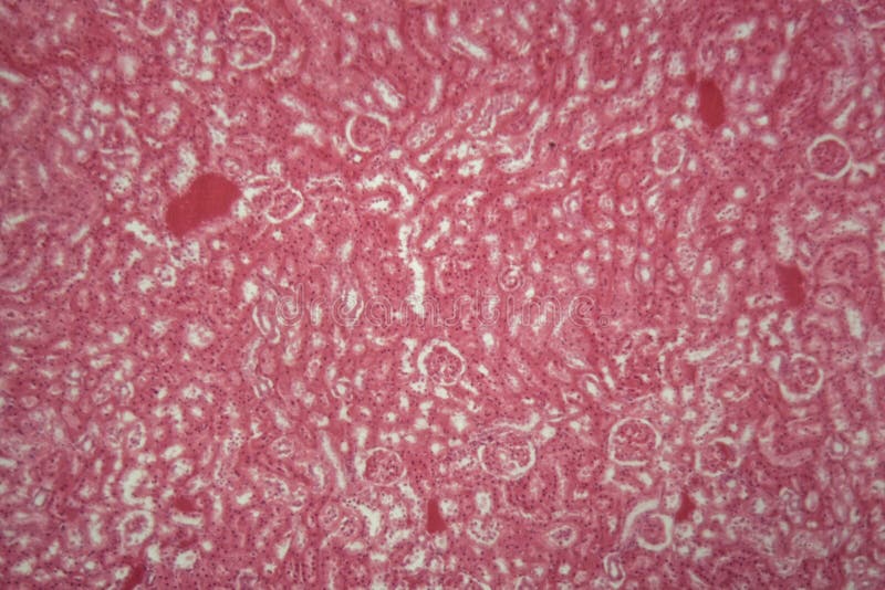 Cuboidal Epithelium of a Mouse Under the Microscope. Stock Photo ...