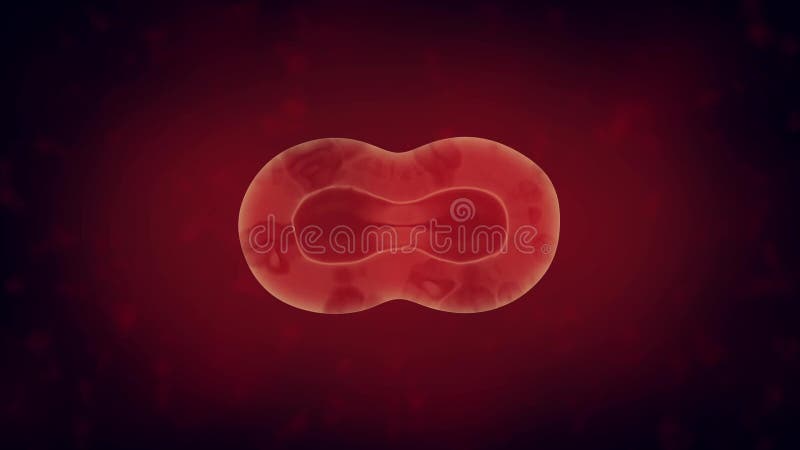 Cells Divide Under Microscope. Mitosis Process of Cell Division Stock ...