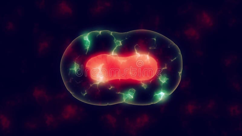 Cells Divide Under Microscope. Mitosis Process of Cell Division Stock ...