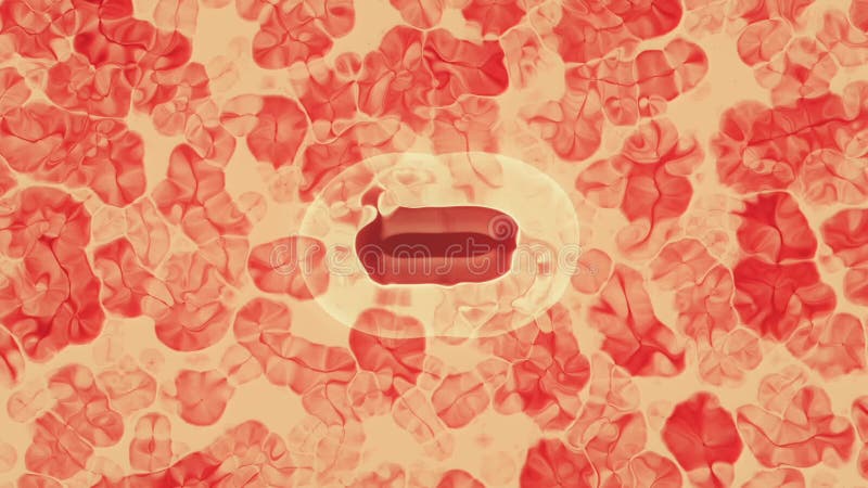 Cells Divide Under Microscope. Mitosis Process of Cell Division Stock ...