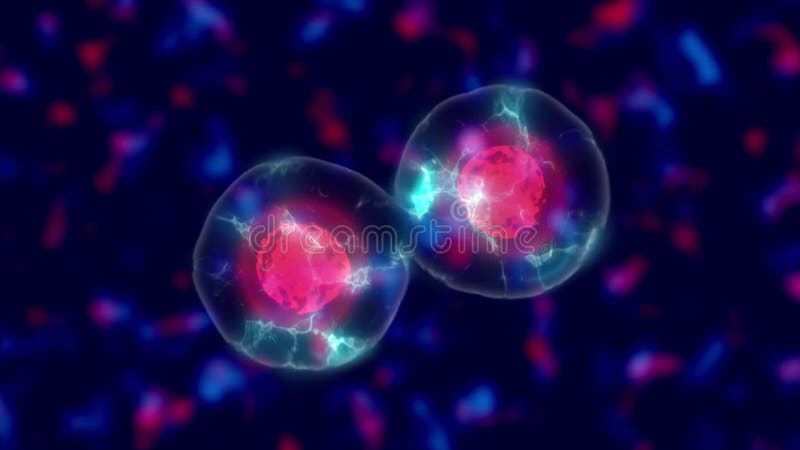 Cells Divide Under Microscope. Mitosis Process of Cell Division Stock ...