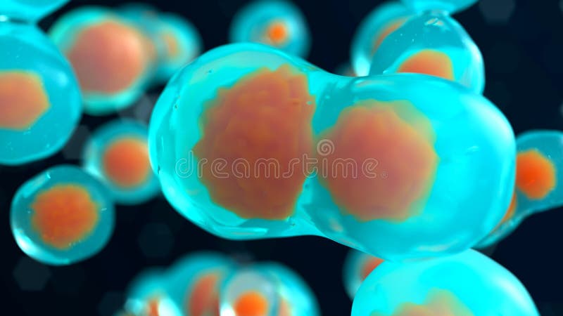 Cells Embryo. Mitosis Under Microscope Stock Illustration ...