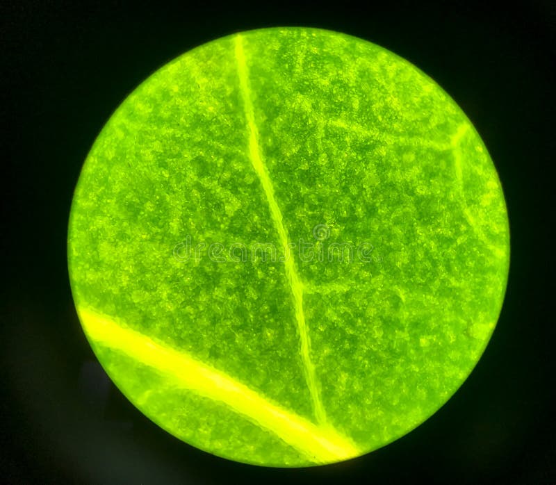 Cells on Green Leaf Plants with Microscope Stock Photo - Image of ...