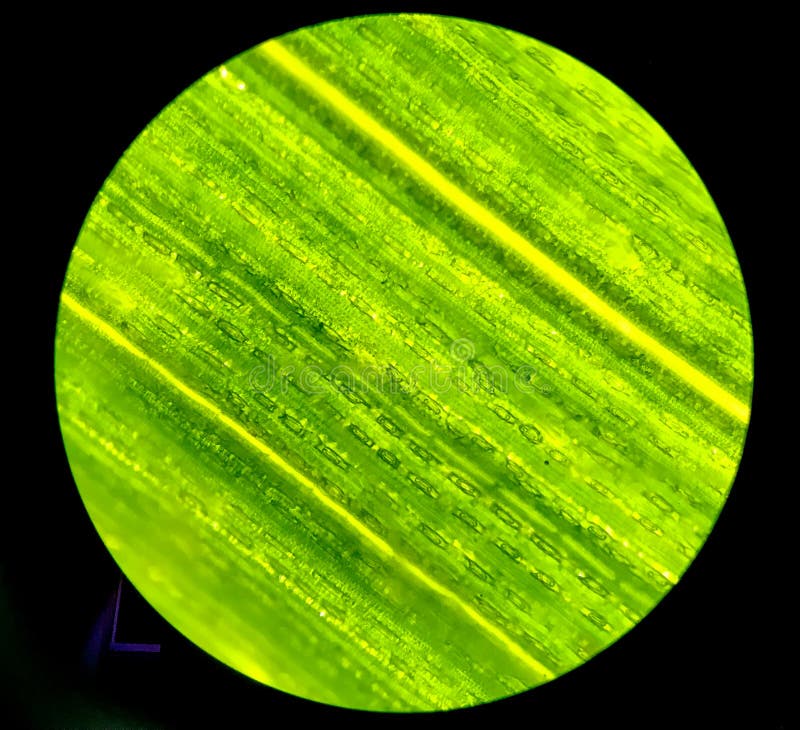 Cells on Green Leaf Plants with Microscope Stock Photo - Image of ...