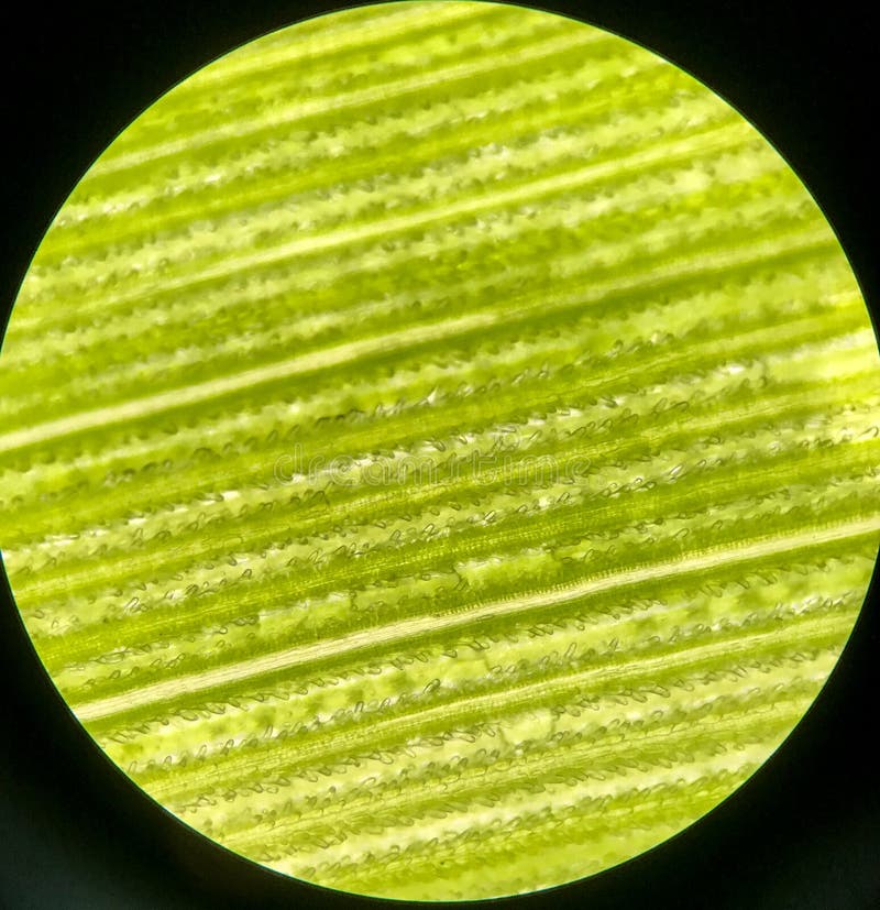 Cells on Green Leaf Plants with Microscope Stock Image - Image of ...