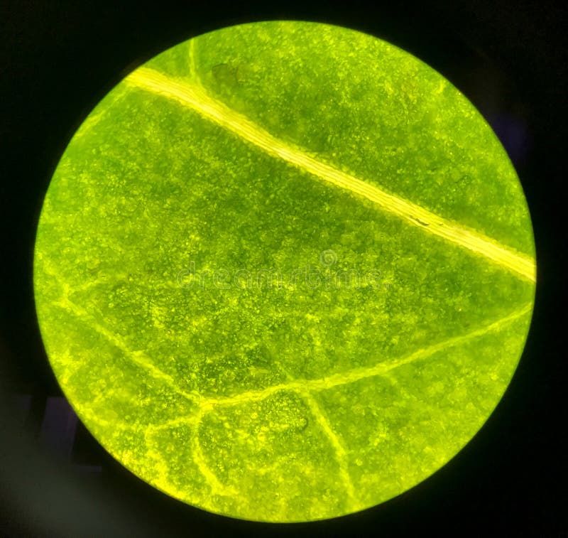 Cells on Green Leaf Plants with Microscope Stock Photo - Image of ...