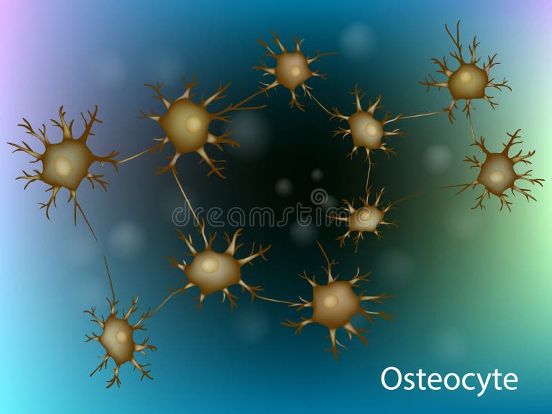 Cells in Mature Bone Osteocyte. Stock Vector - Illustration of ...