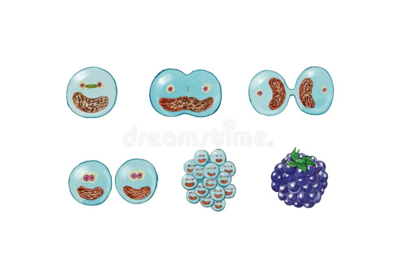 Cells multiplication stock illustration. Illustration of genes - 43576602