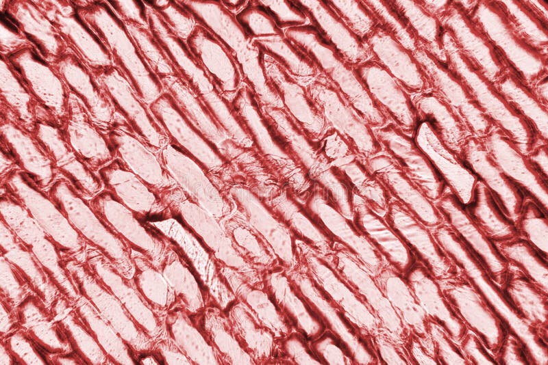 Cells of onion stock photo. Image of abstraktsyya, background - 50668438