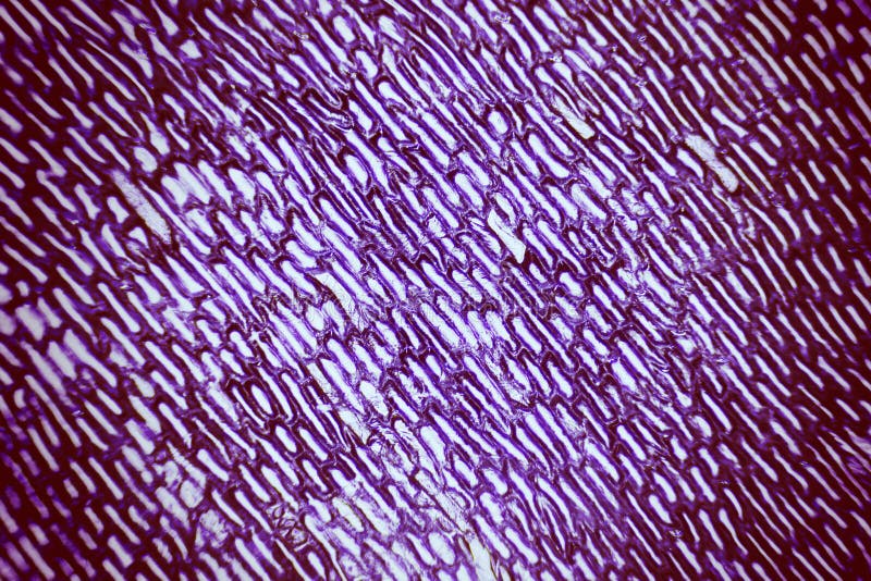 Cells of onion stock photo. Image of background, pattern - 50669206