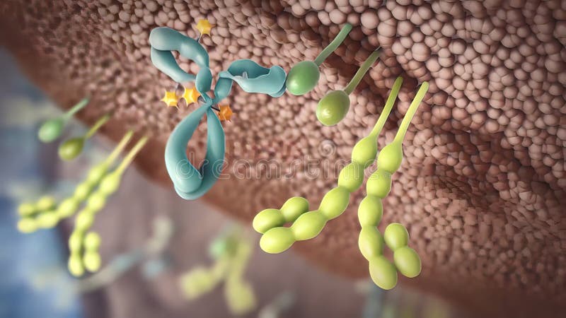 Cells Provide Main Functions.they Provide Structure and Support Stock ...