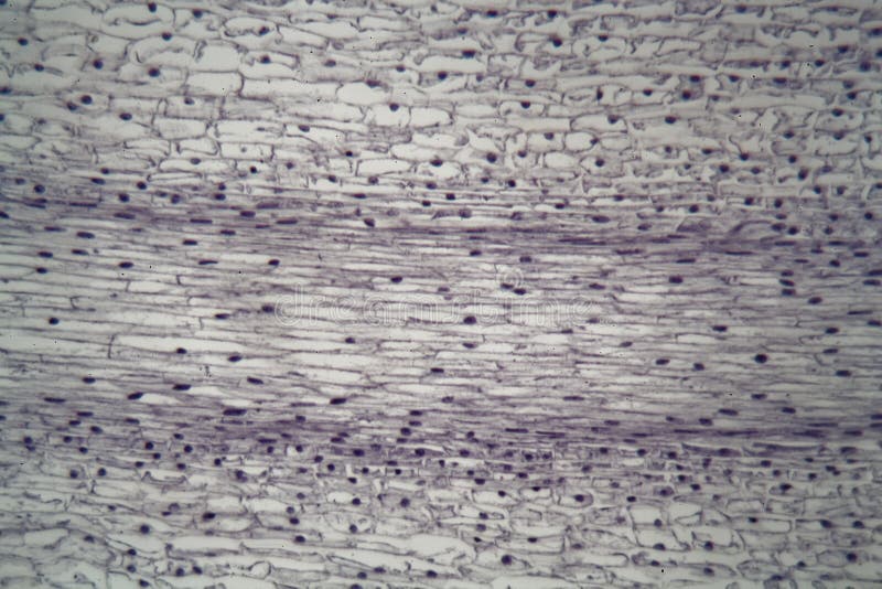 Cells of a Root Under the Microscope. Stock Image - Image of ...